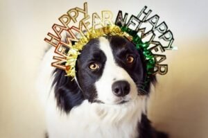 100 Happy New Year 2026 Dog Images Quotes and Memes - iPhone2Lovely