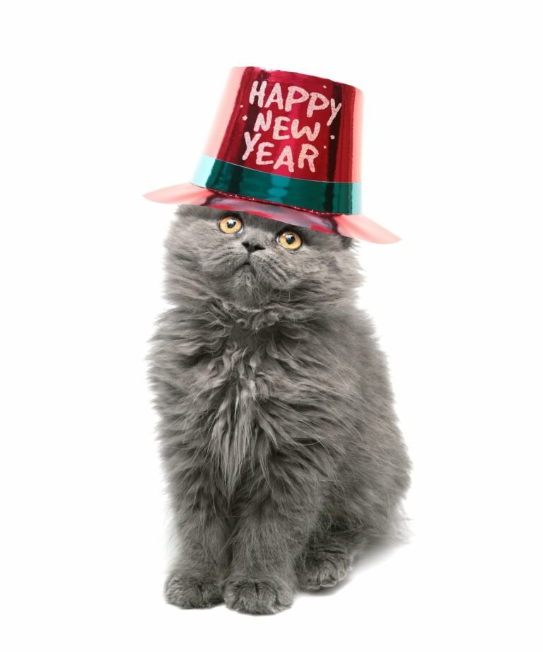 80+ Happy New Year Cat Images, GIFs and Memes (2026) - iPhone2Lovely