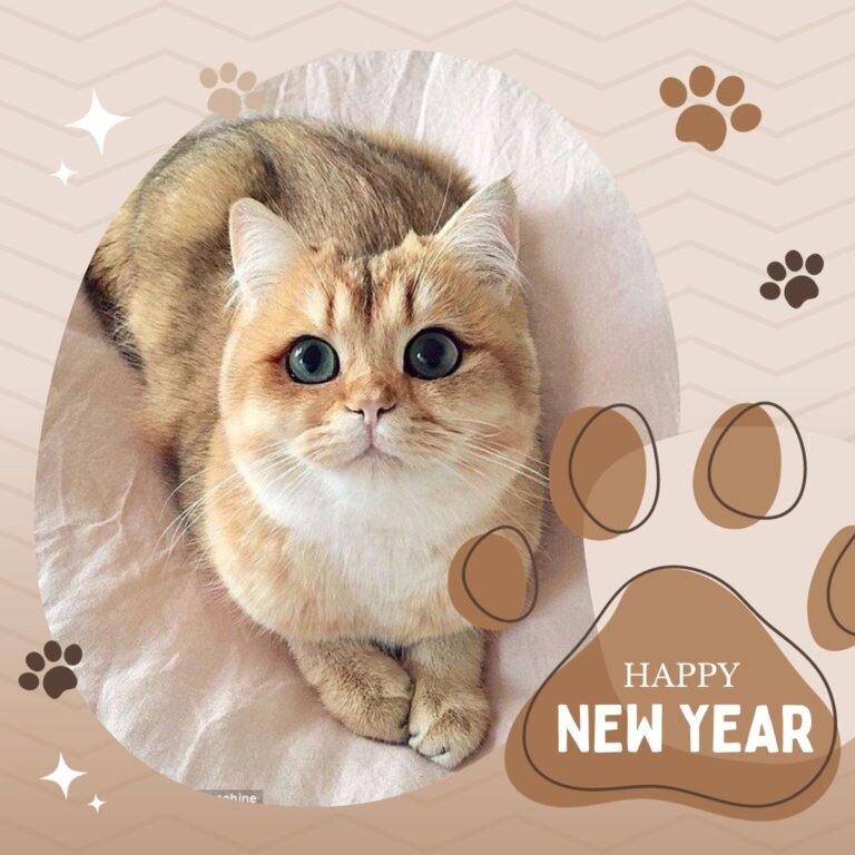 80+ Happy New Year Cat Images, GIFs and Memes (2026) - iPhone2Lovely