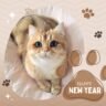 80+ Happy New Year Cat Images, GIFs and Memes (2026) - iPhone2Lovely