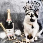 80+ Happy New Year Cat Images, GIFs and Memes (2026) - iPhone2Lovely
