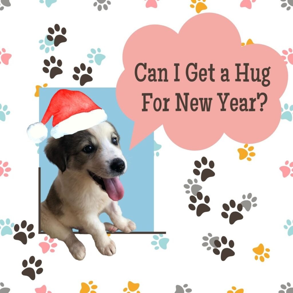 100 Happy New Year 2026 Dog Images Quotes and Memes - iPhone2Lovely